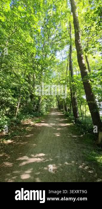 Sun shining through the green leaves of tall trees while walking along ...