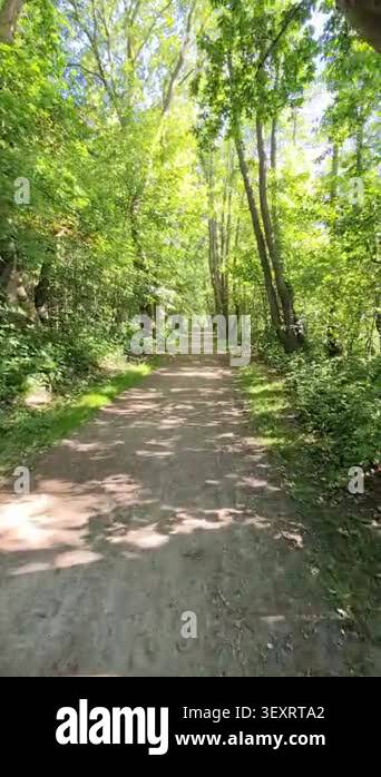 First person perspective walking on a path through a lush green forest ...