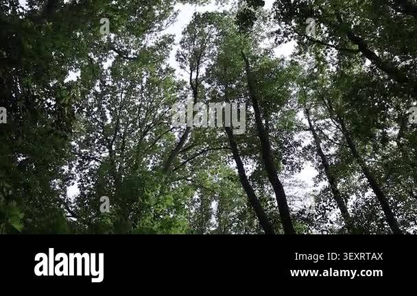 Low angle view of tall green trees creating a lush canopy against a ...