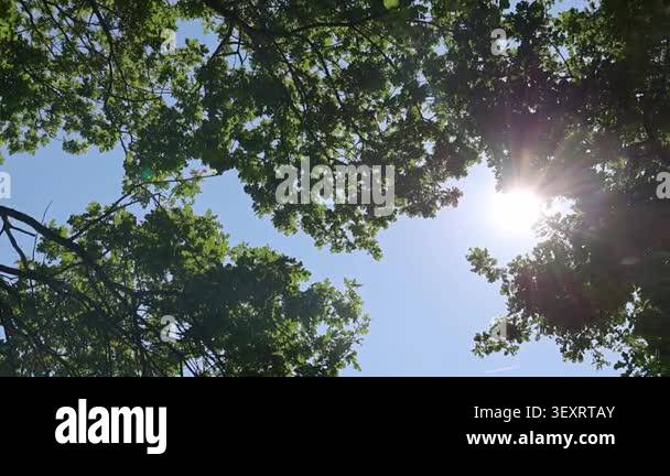 Bright sunbeams and lens flare shining through green tree foliage ...