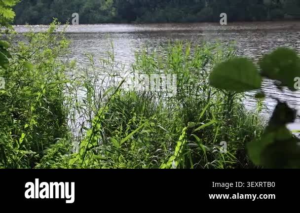 Tranquil lake scene with focus shifting from the lush background to a ...