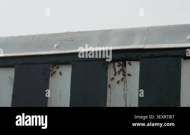 Many wasps flapping wings and crawling on a striped wooden structure ...