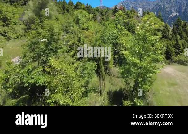 Aerial shot passing close above tree canopies and forest vegetation ...