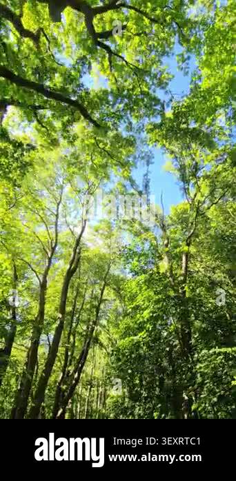 Personal perspective of walking through a lush green forest on a sunny ...