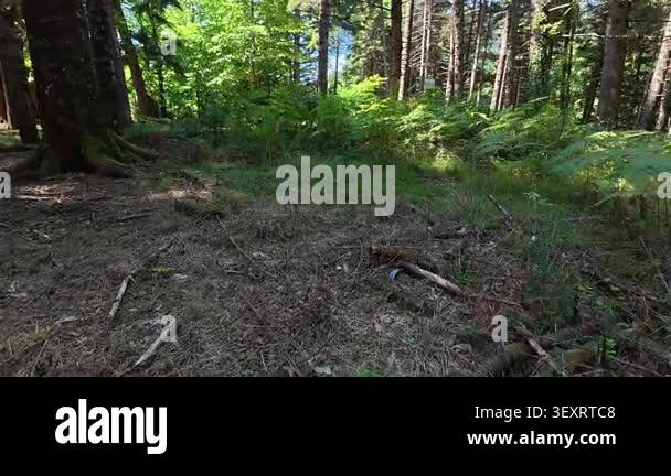 Ferns, wild grasses, and rotten dry branches cover the forest floor ...
