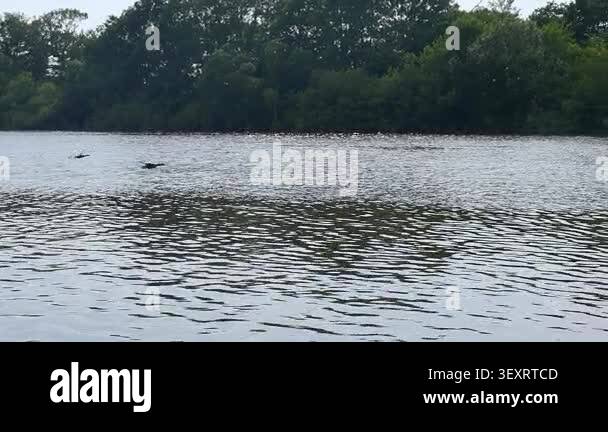 Pair of wild waterfowl gliding close to the water surface with a forest ...