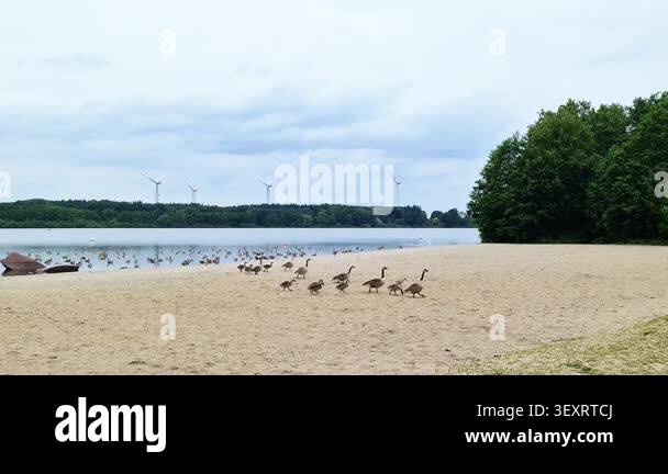 Large family of wild geese with their young chicks walking on the sandy ...