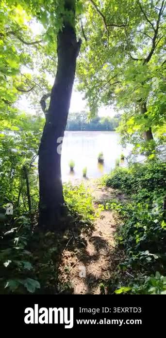 Sun shining through green foliage as the camera moves along a path to ...