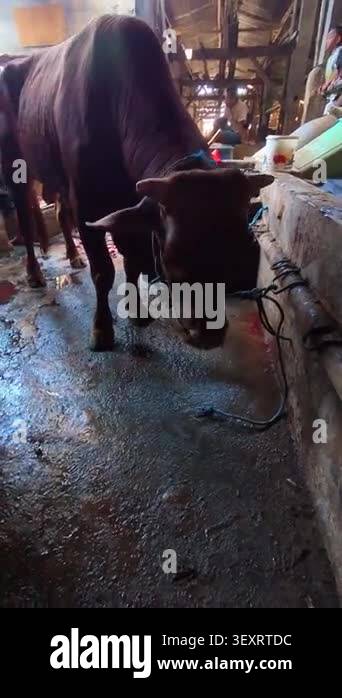 Video of Dark brown cow stands in muddy stall. Another cow nearby, head ...