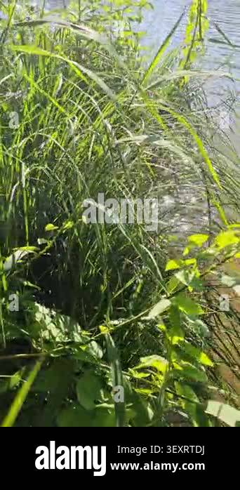 Green reed grass growing on the bank of a lake with sunlight reflecting ...