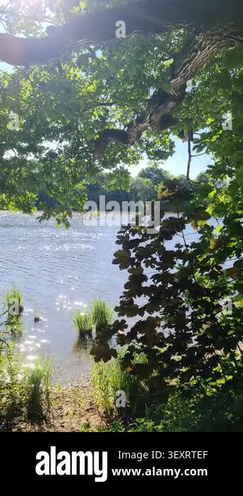 Sunlight glittering on the surface of a calm lake viewed through lush ...