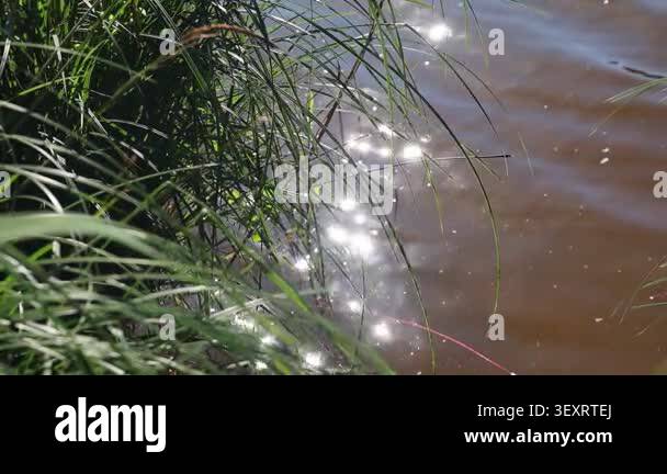Bright sun glare reflecting on the calm water surface by the green ...