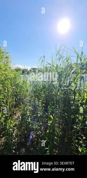 Tall green reeds swaying in the wind on a lake shore on a bright sunny ...