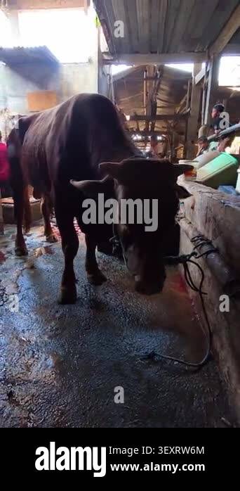 Video of Dark brown cow stands in muddy stall. Another cow nearby, head ...