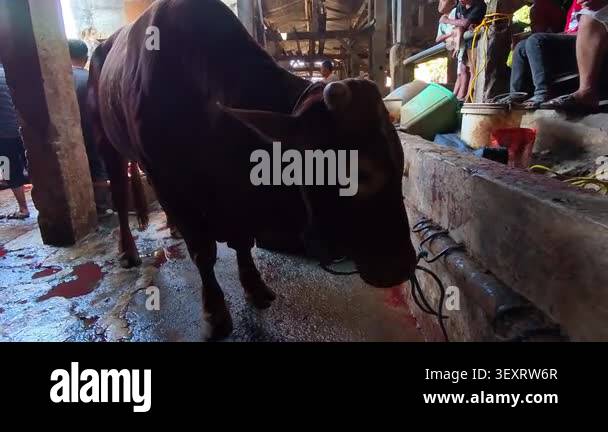 Video of Dark brown cow stands in muddy stall. Another cow nearby, head ...