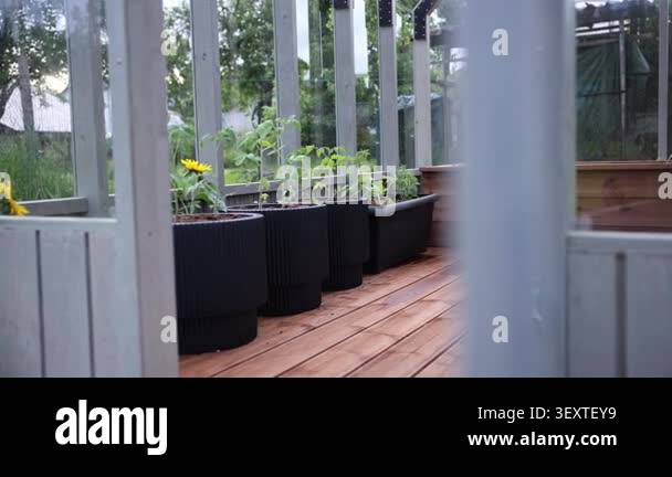 Wooden framed greenhouse with tempered glass shows black ribbed ...