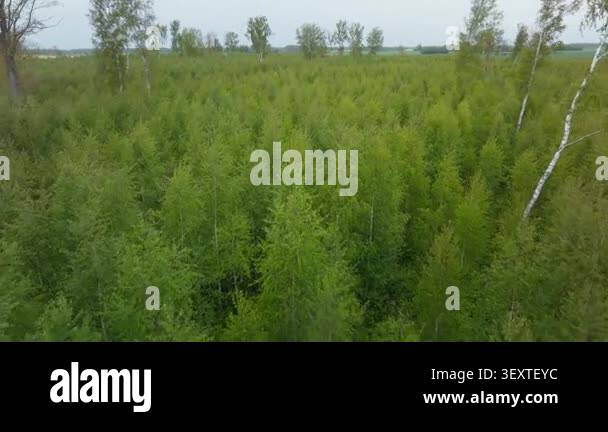 Aerial view drifts forward and pans over young birch with white trunks ...