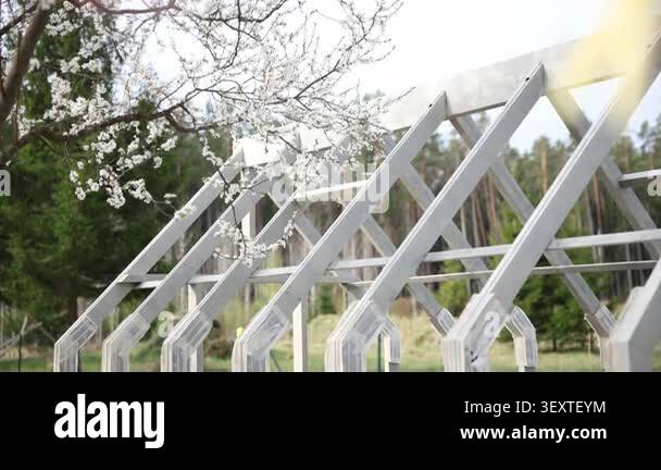 Unfinished white timber greenhouse rafters repeat beside blossoming ...