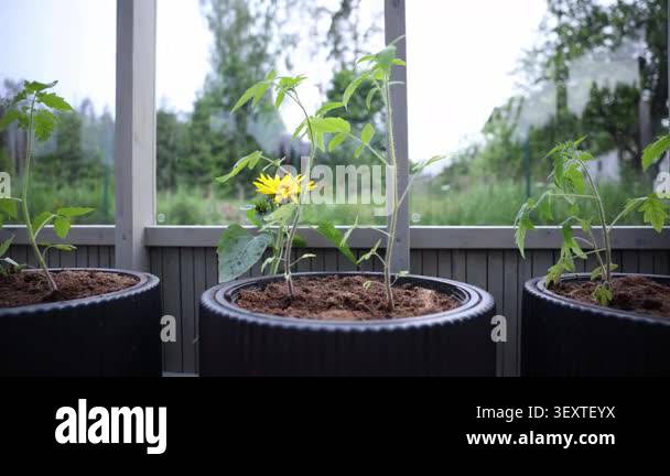 Wooden frame with tempered glass panels, three ribbed black planters ...