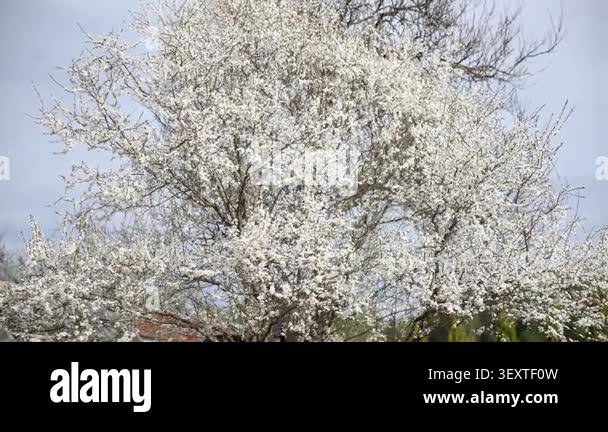 A mature deciduous tree is covered in white blossoms. A slow push and ...