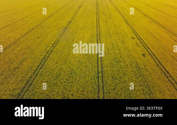 Overhead drone shot shows a canola field ripening to yellow with ...