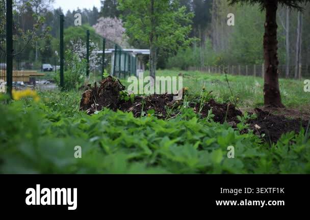 Low angle excavator bucket extracts mossy stump by green metal fence ...