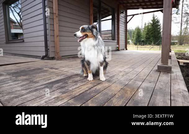 Medium shot shows Australian Shepherd sitting on weathered porch at a ...