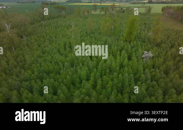 Aerial pan over young conifers with birch and single blossom tree ...