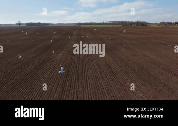 Aerial forward tracking shows plowed field with parallel furrows, a ...