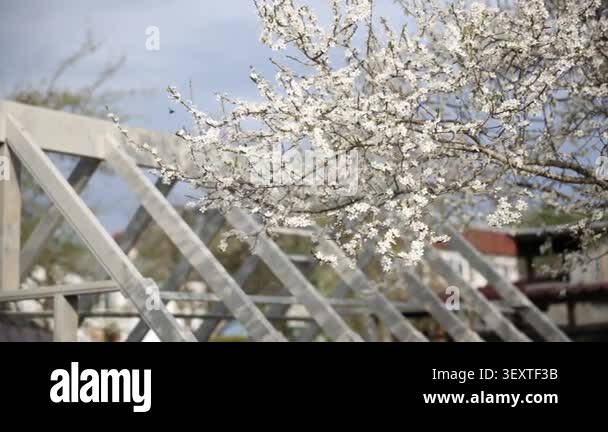 White blossom branches move gently before diagonal timber rafters and ...