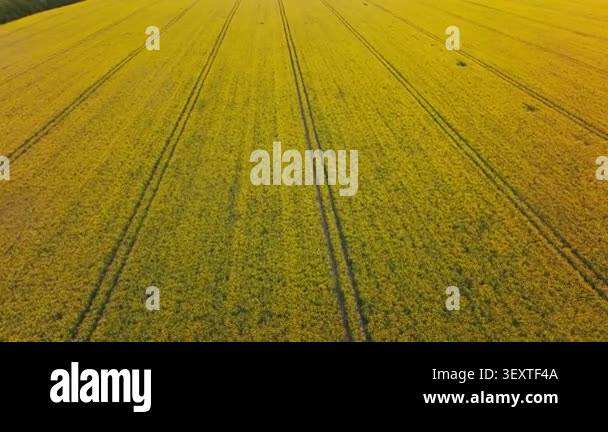 Aerial view of yellow rapeseed fields with parallel tractor tracks ...