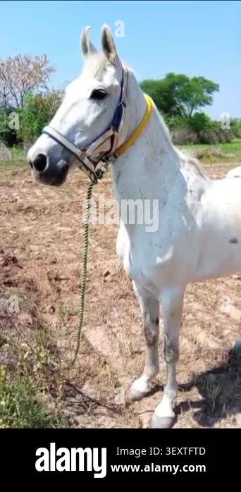 White horse with a bridle standing in a rural field on a sunny day ...