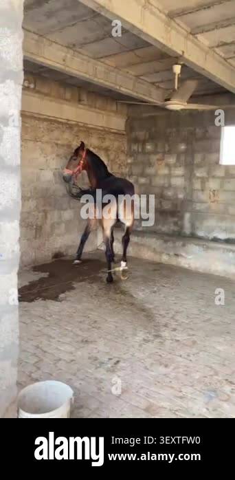 Brown horse with a red halter standing inside a rustic brick stable ...
