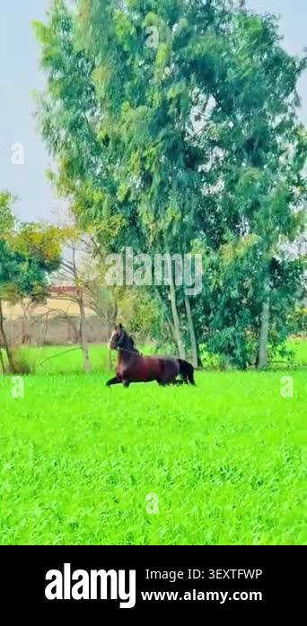 Brown horse running gracefully across a vibrant meadow surrounded by ...