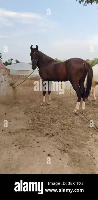 Brown horse tied in a rustic farm yard, showcasing its strong and ...