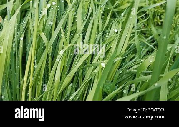 green nature background, spring nature Stock Video Footage - Alamy