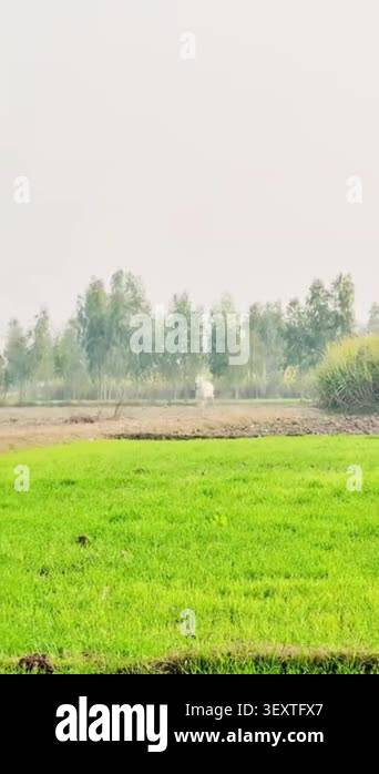 Majestic white horse galloping across a peaceful countryside landscape ...