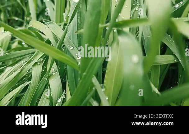 green nature background, spring nature Stock Video Footage - Alamy