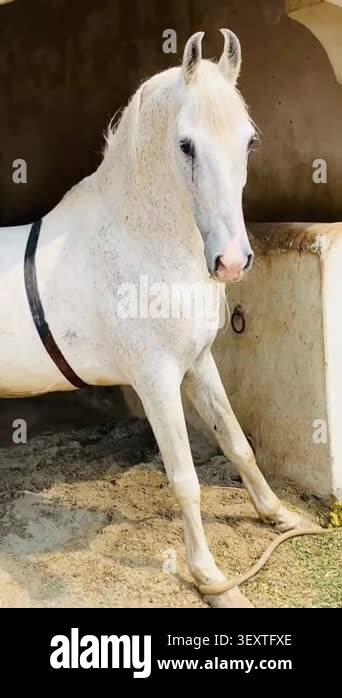 White horse with grey dapples tied in a stable, showcasing its healthy ...