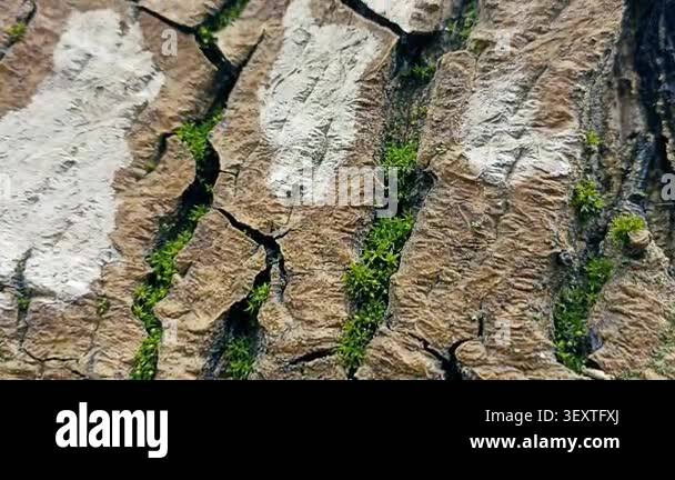 bark background, tree bark background, grey bark with cracks Stock ...