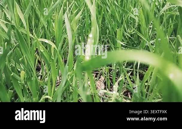 green nature background, spring nature Stock Video Footage - Alamy
