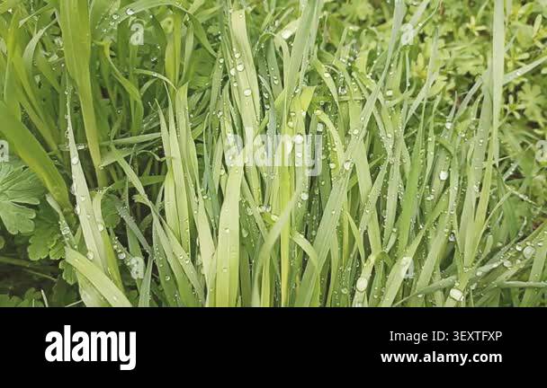 green nature background, spring nature Stock Video Footage - Alamy