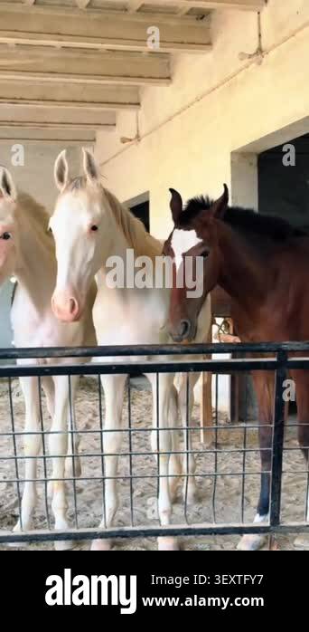 Group of majestic horses, including white and brown breeds, standing ...