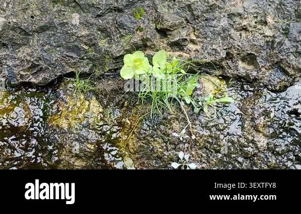 stone wall background, stones background, wall backdrop Stock Video ...