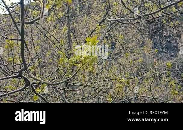 spring nature with river, nature in spring Stock Video Footage - Alamy