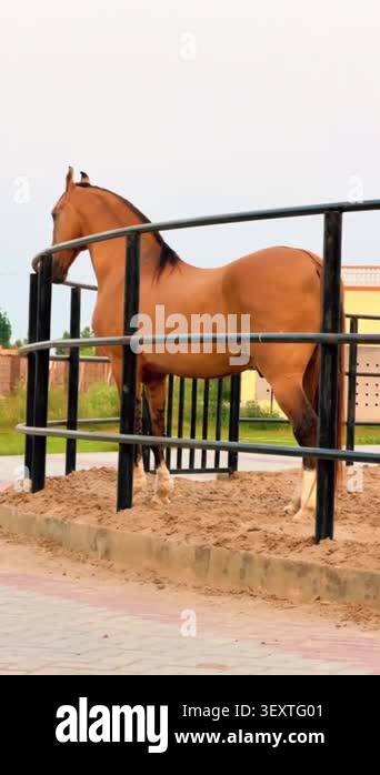 Majestic light brown horse with a black mane standing calmly in a ...