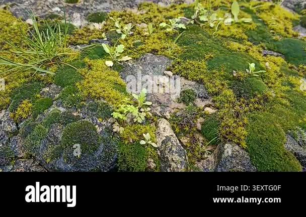 spring nature with river, nature in spring Stock Video Footage - Alamy