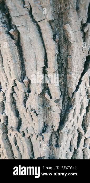 bark background, tree bark background, grey bark with cracks Stock ...