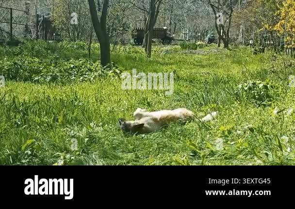 pretty small dog in green nature Stock Video Footage - Alamy