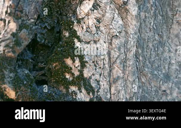 bark background, tree bark background, grey bark with cracks Stock ...